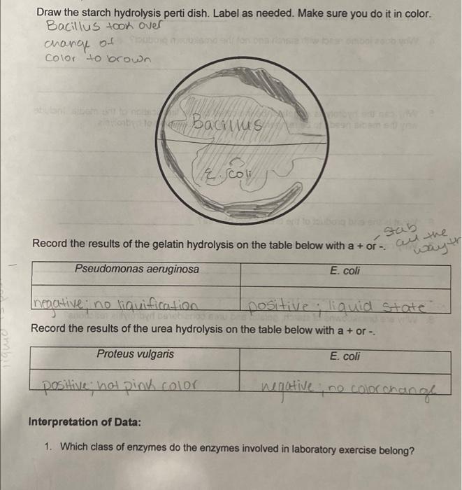 Solved Draw the starch hydrolysis perti dish. Label as | Chegg.com
