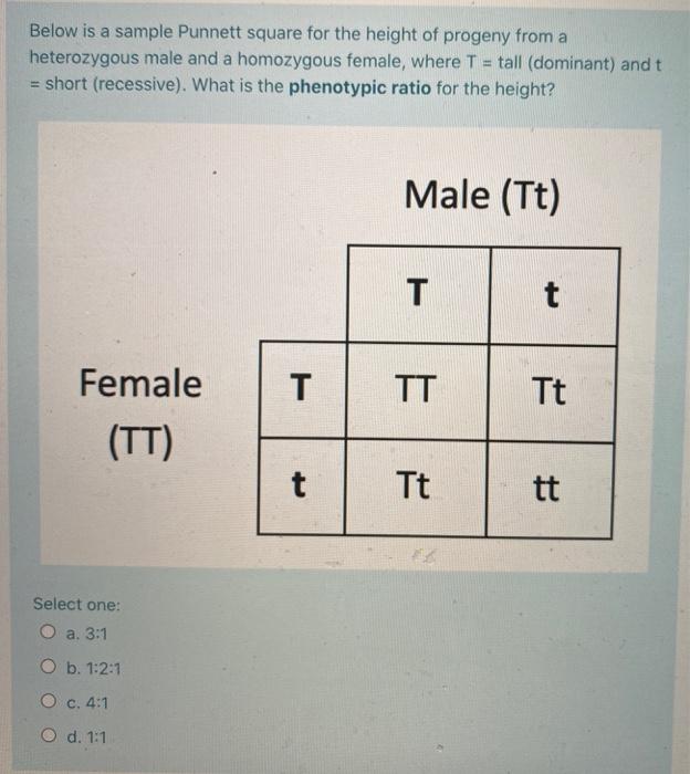 Solved Below is a sample Punnett square for the height of | Chegg.com