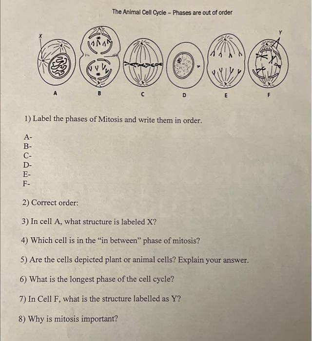 Solved The Animal Cell Cycle - Phases are out of order 1) | Chegg.com