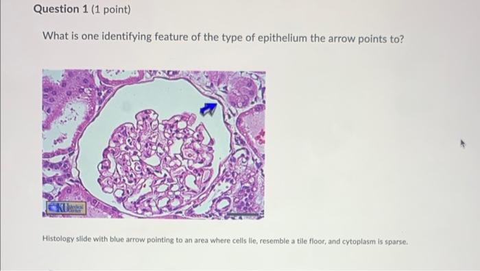 Solved What is one identifying feature of the type of | Chegg.com