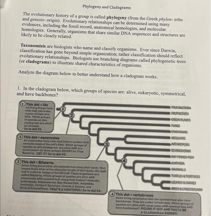 Solved Phylogeny and Cladograms The evolutionary history of | Chegg.com