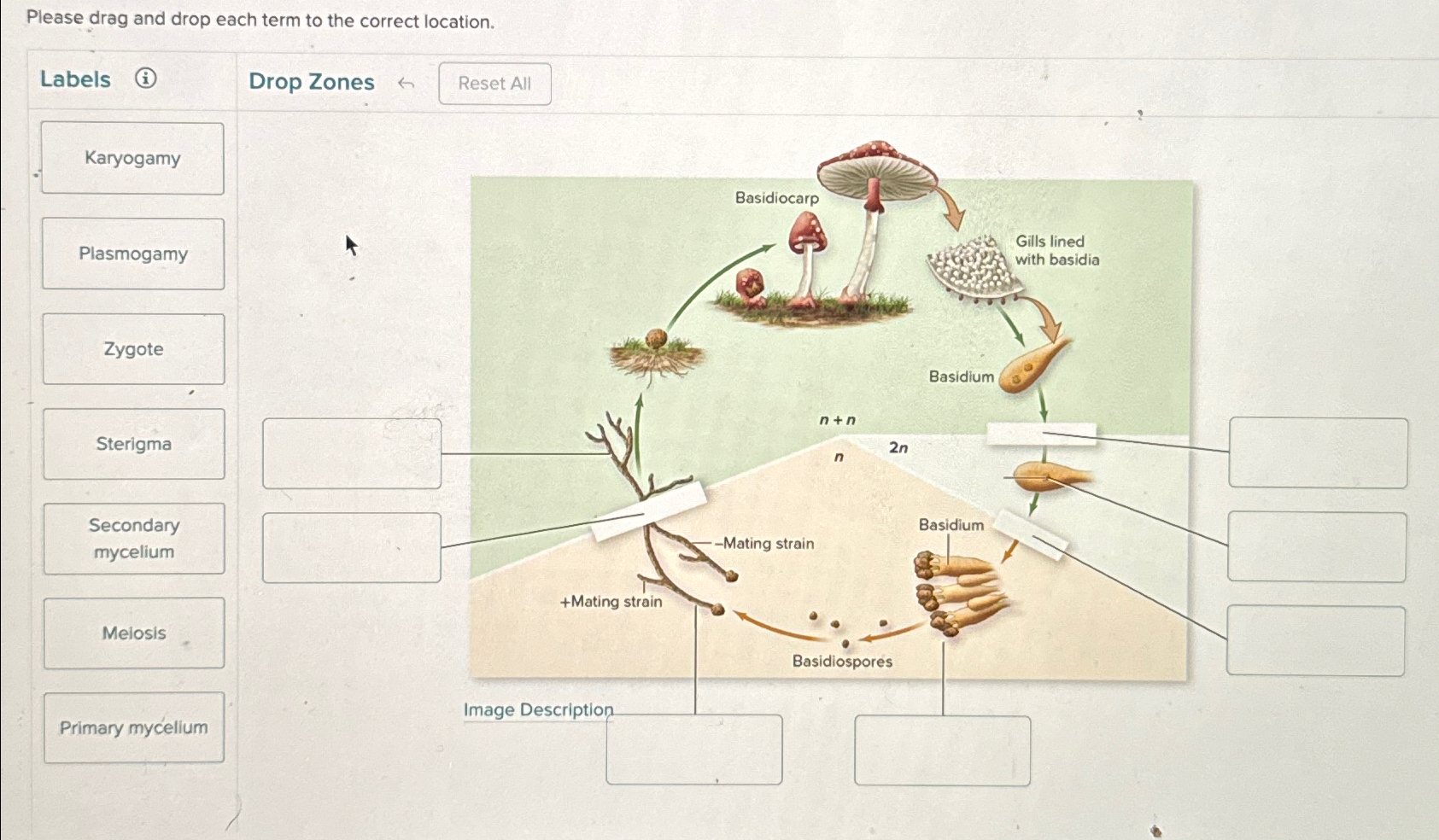 Solved Please drag and drop each term to the correct | Chegg.com