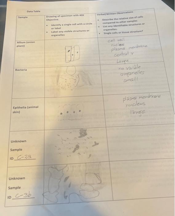 Solved using the guidelines above, summarize the results of | Chegg.com