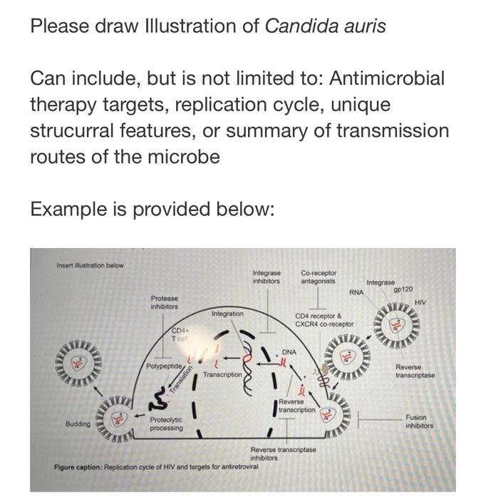 Solved Please draw Illustration of Candida auris Can | Chegg.com