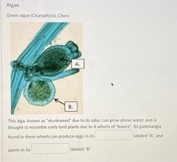 Solved Algae Green algae (Charophyta), Chara A. B. This | Chegg.com
