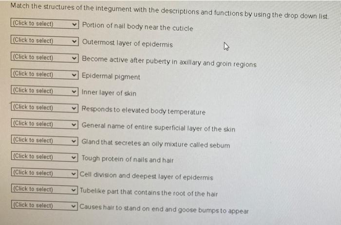 Solved Match the structures of the integument with the | Chegg.com