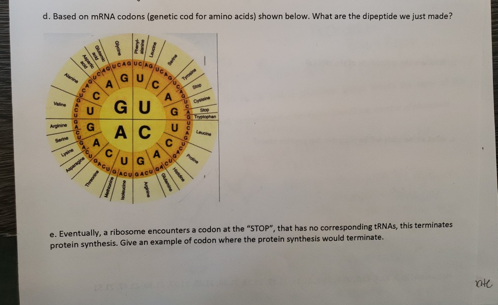 Solved d. Based on mRNA codons (genetic cod for amino acids) | Chegg.com