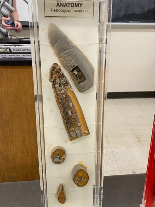 Solved lamprey anatomy. I need the eye, pineal eye, brain, | Chegg.com