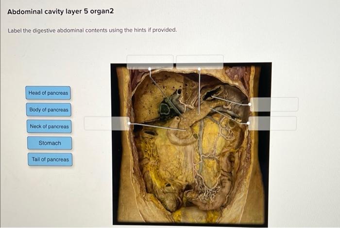 Solved Abdominal cavity layer 5 organ2 Label the digestive | Chegg.com