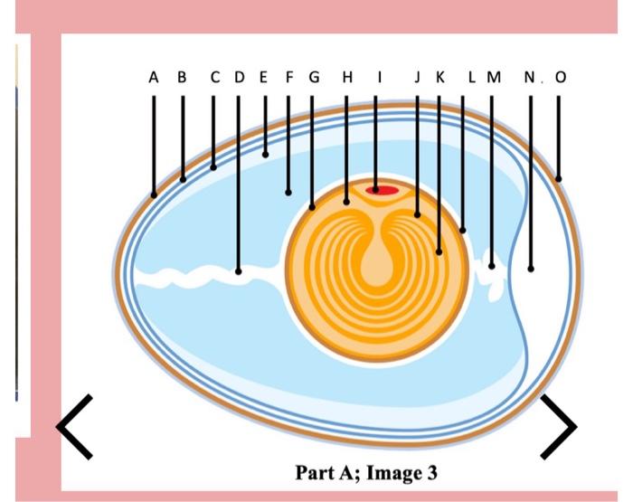 Solved Examine the intact egg on Part A; Image 3 (used | Chegg.com