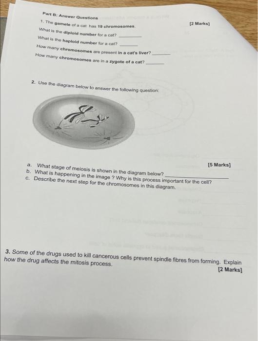 Solved Part B: Answer Questions [2 Marks] 1. The gamete of a | Chegg.com