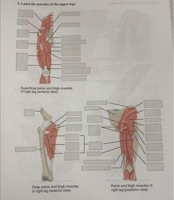 Solved 6. Label the muscles of the lower legs. 5. Label the | Chegg.com