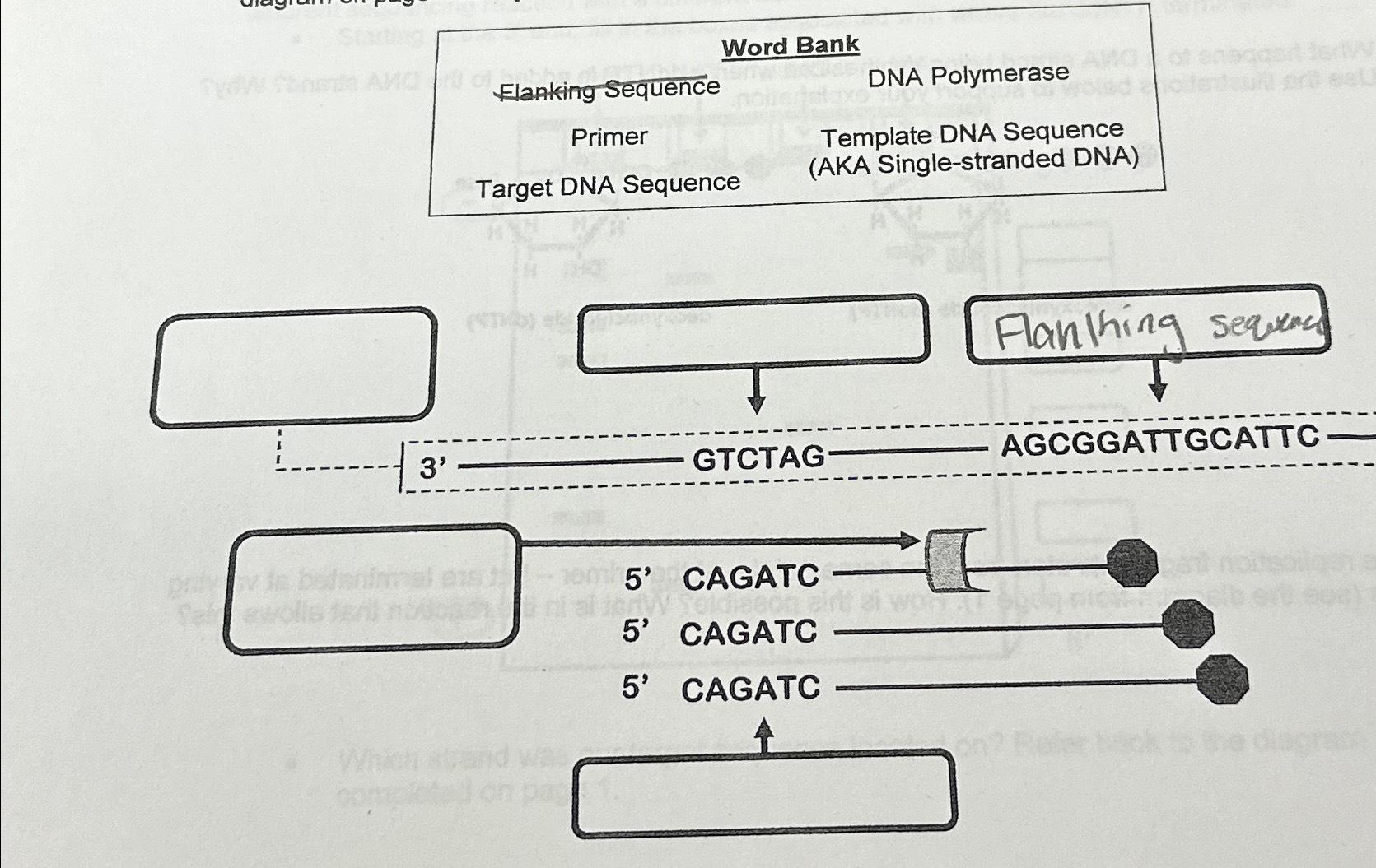 Solved Word BankFlanking Sequence DNA | Chegg.com