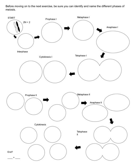 Solved Exercise E: Meiosis simulation The germline cells of | Chegg.com