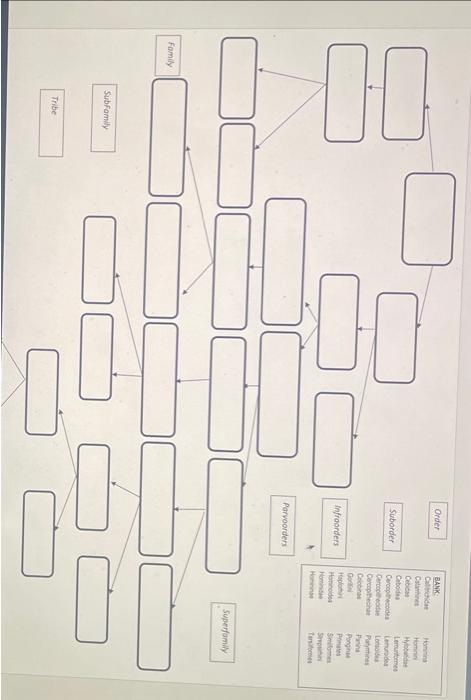 BANK: Callitrichidae Catarrhines Cebidae Ceboidea | Chegg.com