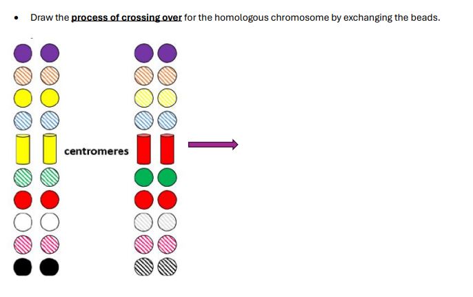 Solved • ﻿Draw the process of crossing over for the | Chegg.com
