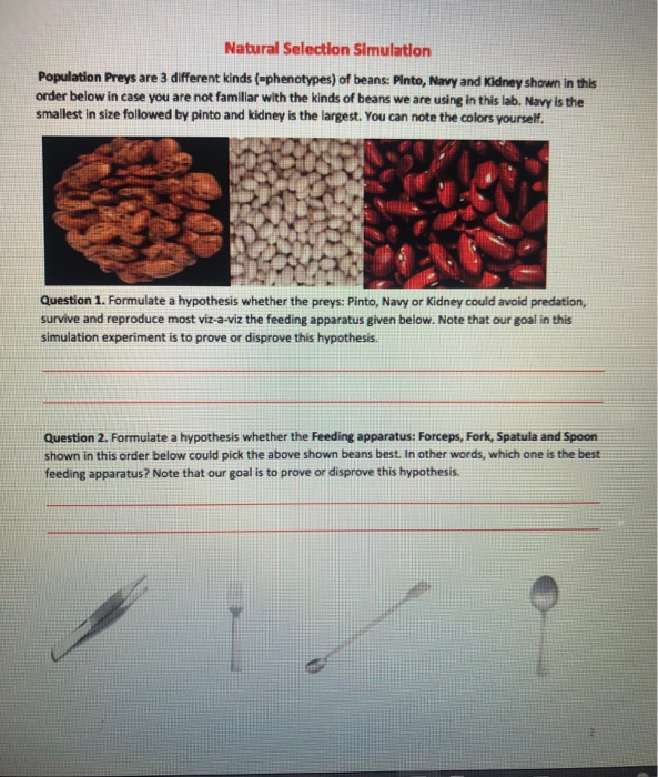 Natural Selection Simulation Population Preys are 3 | Chegg.com