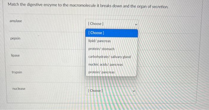 Solved Match the digestive enzyme to the macromolecule it | Chegg.com