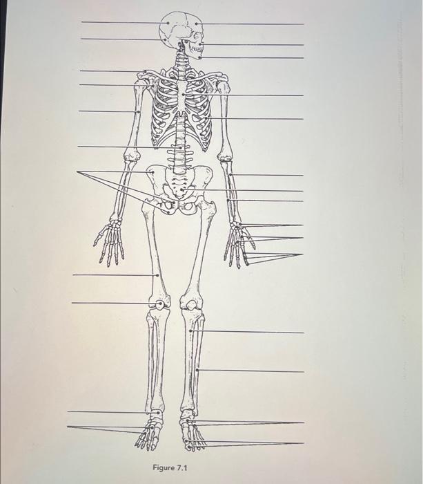 Solved Figure 7.1 illustrates an articulated skeleton. | Chegg.com