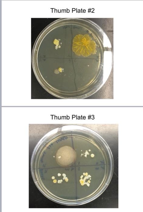 Solved for the Thumb Plate examples count and describe | Chegg.com