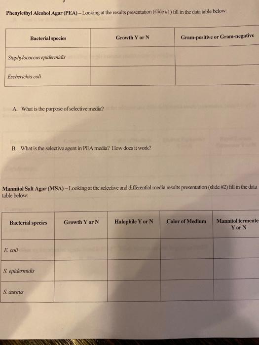 Phenylethyl Alcohol Agar (PEA)-Looking at the results | Chegg.com