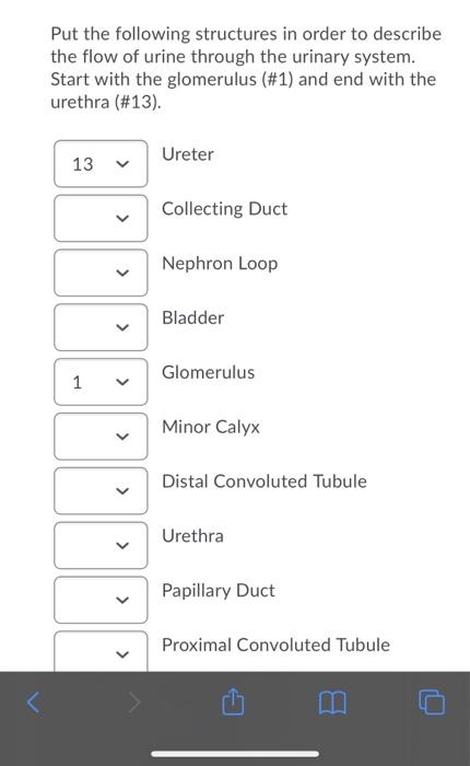 Solved Put the following structures in order to describe the | Chegg.com