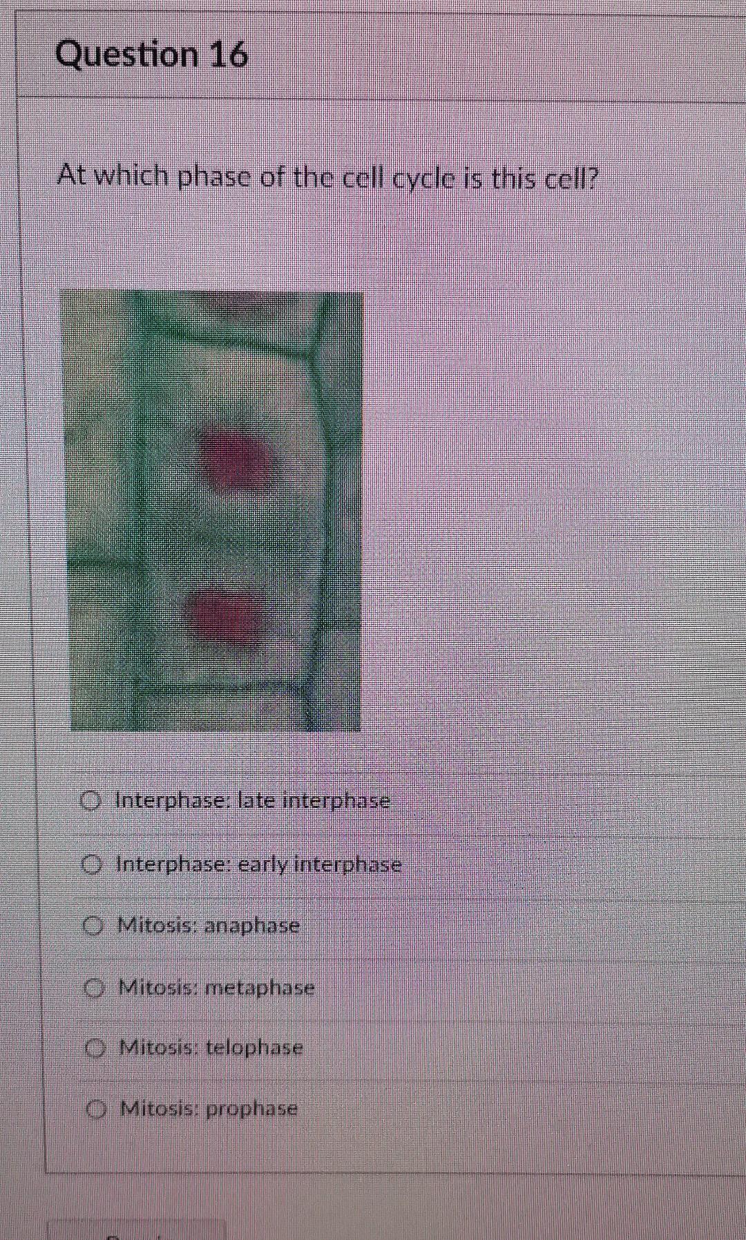Solved Question 16 At which phase of the cell cycle is this | Chegg.com