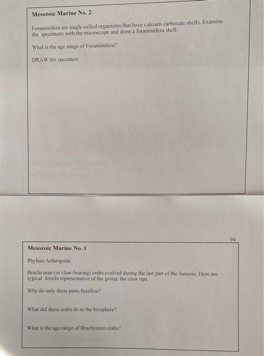 Solved Mesozoic Marine No. 2 Foraminifera are single-celled | Chegg.com