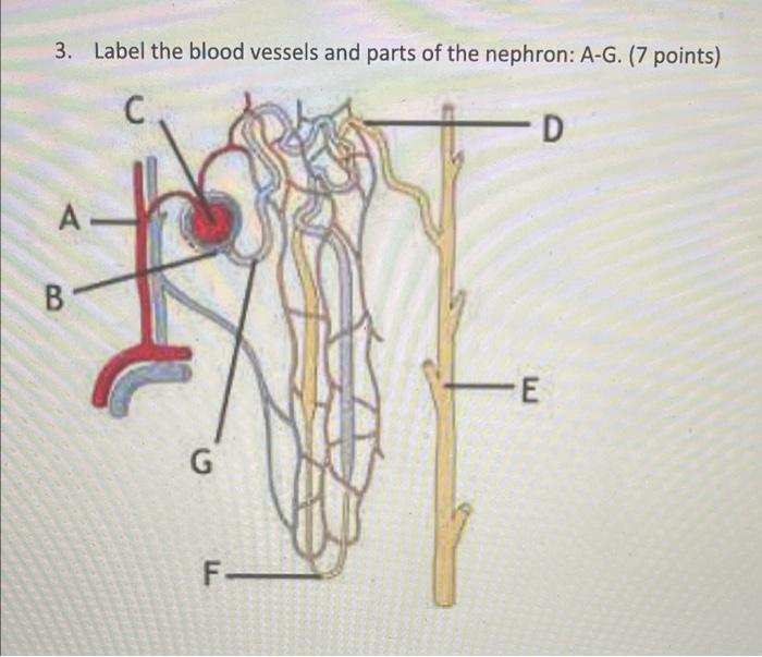 Solved 3. Label the blood vessels and parts of the nephron: | Chegg.com