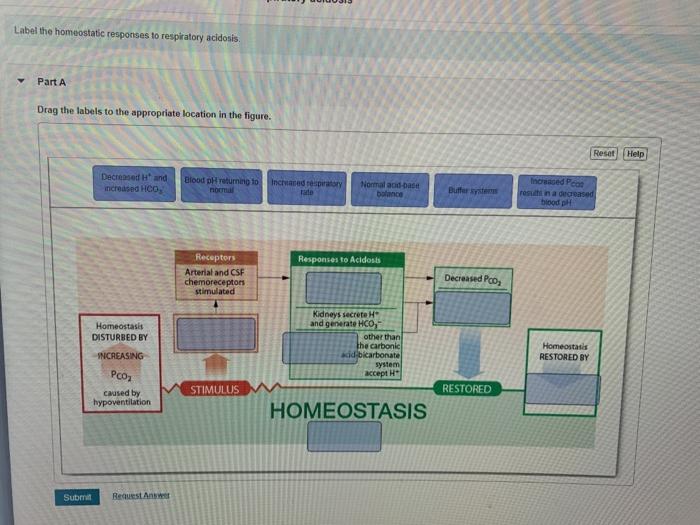 Solved Label the homeostatic responses to respiratory | Chegg.com