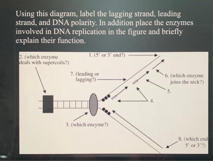 Solved Using this diagram, label the lagging strand, leading | Chegg.com