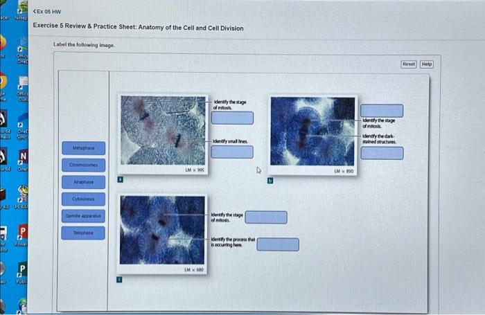 Solved Exercise 5 Review \& Practice Sheat: Anatomy of the | Chegg.com