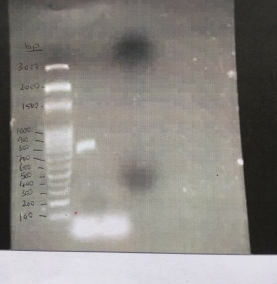 Solved the below questions are based on a D1S80 GENOTYPING | Chegg.com