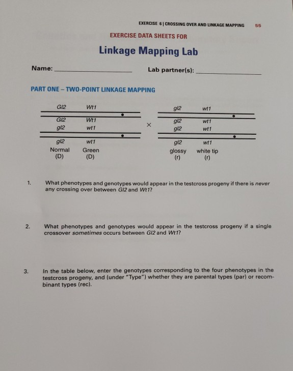 Solved EXERCISE 6 CROSSING OVER AND LINKAGE MAPPING 55 | Chegg.com