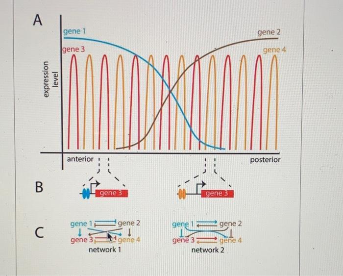 Solved answer choices for parts 1-4: activator silencer | Chegg.com