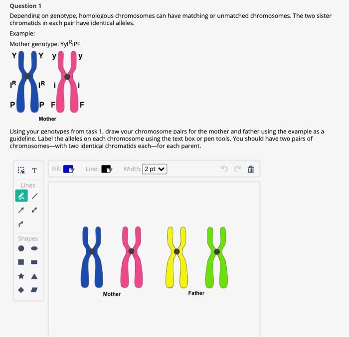 Question 1 Depending on genotype, homologous | Chegg.com