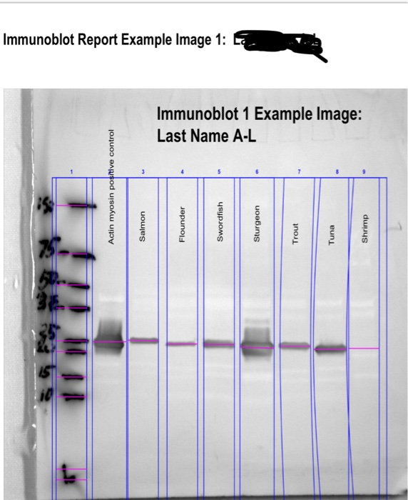 Solved Immunoblot Report Example Image 1: Fae Immunoblot 1 | Chegg.com