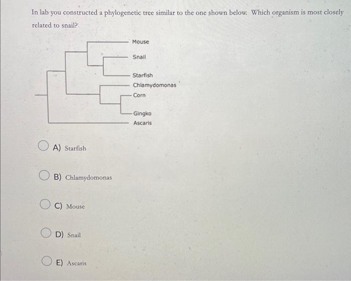 Solved In lab you constructed a phylogenetic tree similar to | Chegg.com