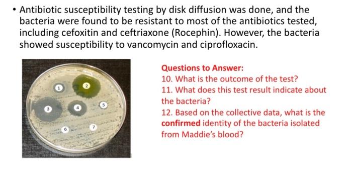 Solved • Antibiotic susceptibility testing by disk diffusion | Chegg.com