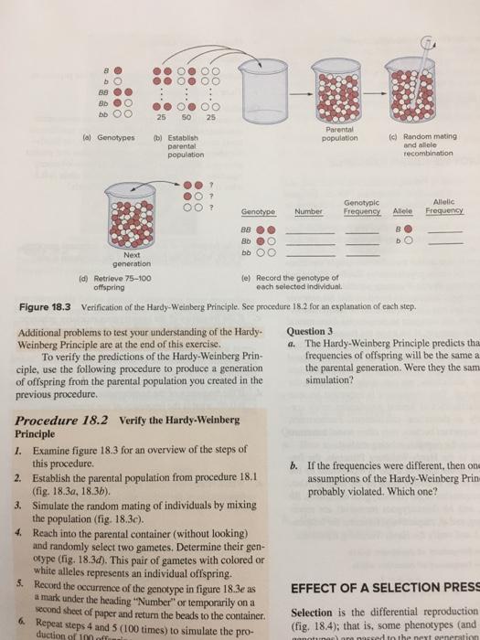 Solved . ОО 38 Bb bb OOOO 200 00 0...00 o 25 (al Genotypes | Chegg.com