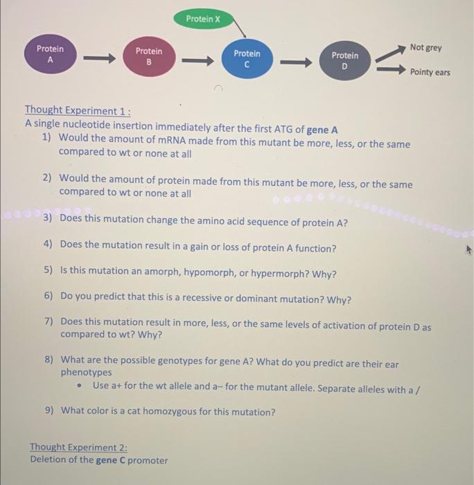 Solved Thought Experiment 1: A single nucleotide insertion | Chegg.com