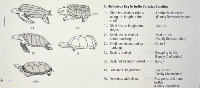 Solved 12 Dichotomous Key to Turtle Selected Families 1a. | Chegg.com
