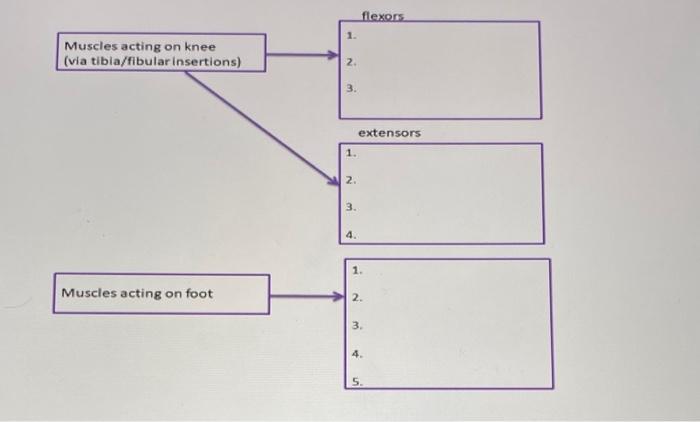 Solved Part 3 Activity: Organize Your Muscle Knowledge Fill | Chegg.com