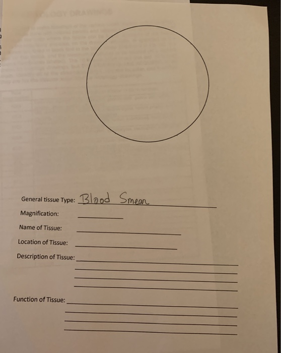 Solved Blood smear 400X 400X Kidney (renal cortex) Testes | Chegg.com