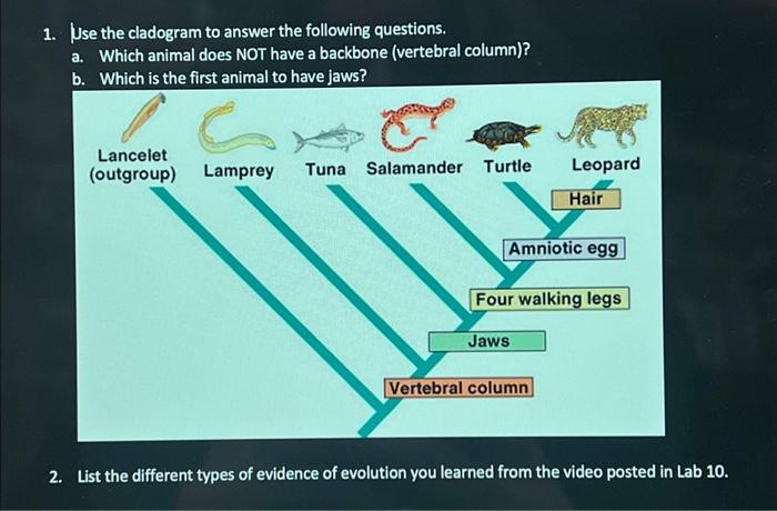 Solved 1. Use the cladogram to answer the following | Chegg.com