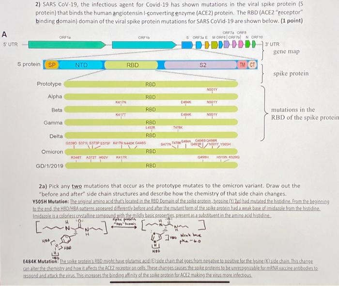 Solved I already have the explanation for the E484K mutation | Chegg.com