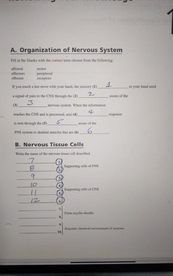 Solved A. Organization of Nervous System Fill in the blanks | Chegg.com