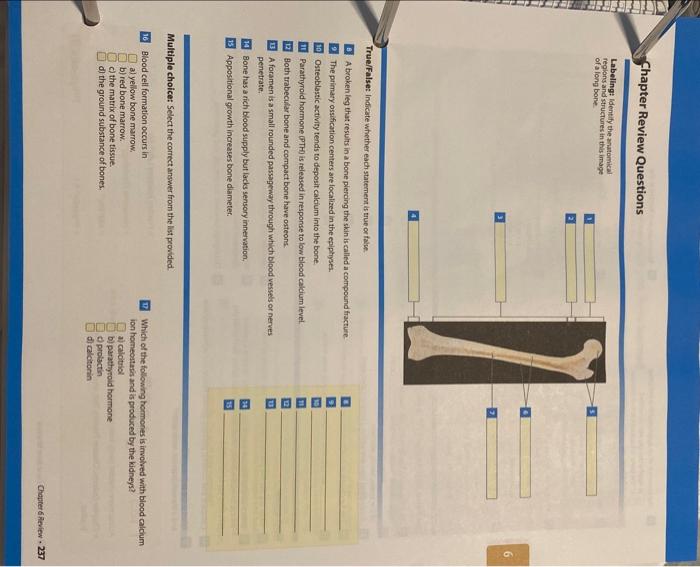 Solved Labeling: identify the anatomical regions and | Chegg.com