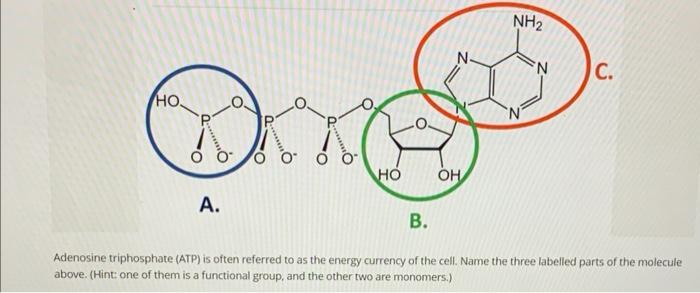 Solved Adenosine triphosphate (ATP) is often referred to as | Chegg.com