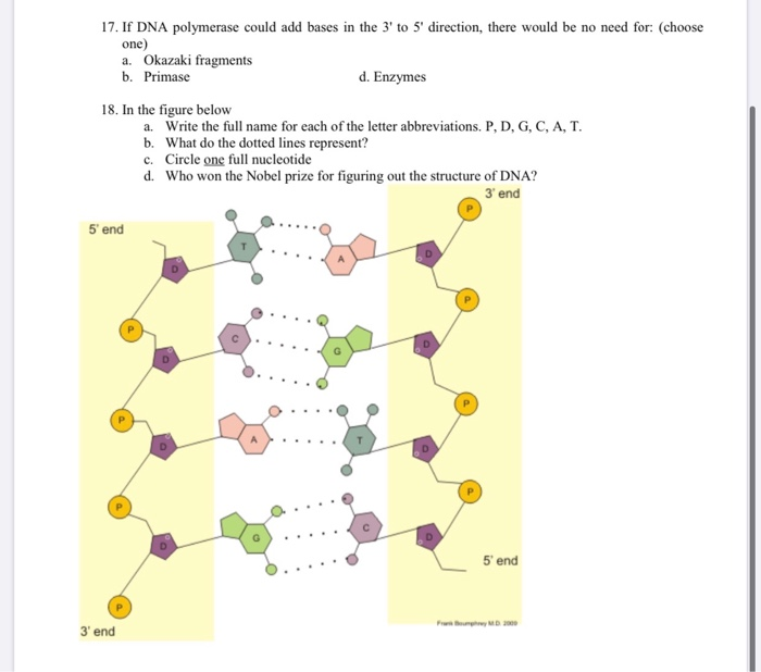 Solved Below is a diagram of DNA replication. Fill in the | Chegg.com